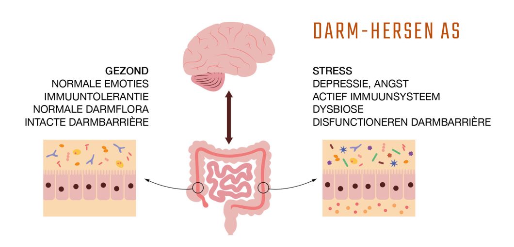 Darmen Helen & Glorious Gut – Supergreens.nl – Green Juice energie en ...
